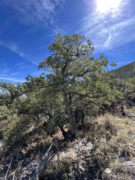 Sonoran Desert Oak Trees