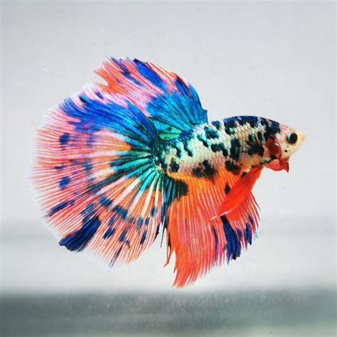 Betta Fish Types Artofit