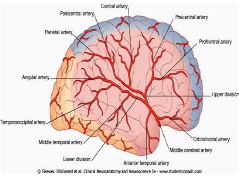 Brain Vascular Anatomy With Mra And Mri Correlation Pptx