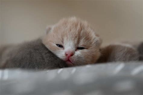 Katys Kittens 2 Dianas Mooie Moestuin