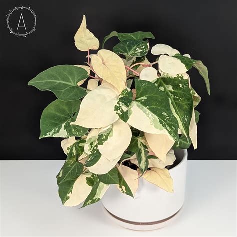 Fallopia Multiflora Variegated Reynoutria Multiflora High Variegation Exact Plant Fully