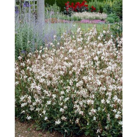 Gaura Lindheimeri White Buy Gaura Lindheimeri White Gaura