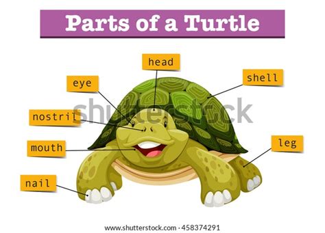 Diagram Showing Parts Turtle Illustration Stock Vector Royalty Free