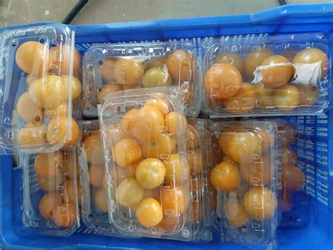 Yellow Cherry Tomoto At ₹ 110 Kg Cherry Tomato In Nilgiris Id 23129025512