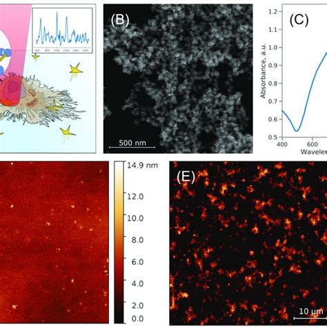 A Experimental Scheme A Cell Is Attached To A Nanostructured Surface Download Scientific