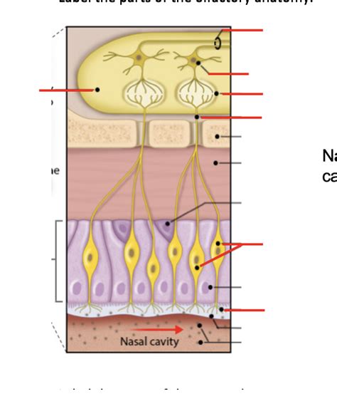 Anatomy 240 Final Diagram Quizlet