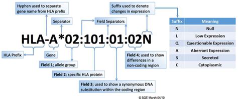 The Human Leukocyte Antigen System Nomenclature And Dna Based Typing