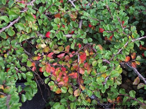 Cranberry Cotoneaster Wilson Nurseries