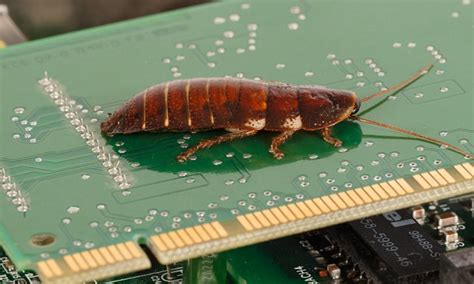 Sonys Ps4 Can Become Infested With Cockroaches Daily Mail Online