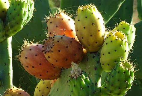 Fruct De Cactus Beneficii Proprietati Contraindicatii Dr Max Farmacie