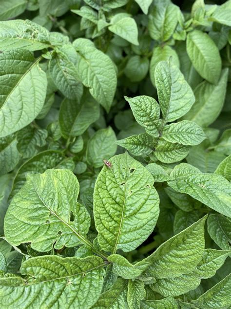 Potato Bugs Ralbertagardening