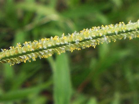 Facts About Hilo Grass Health Benefits