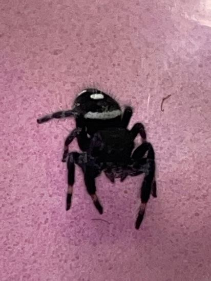 I3 White Line Regal Spiderling A6005 Jumping Spider By Scorpion Queen