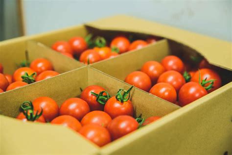 トマト（ミディトマト） 三栄アグリ