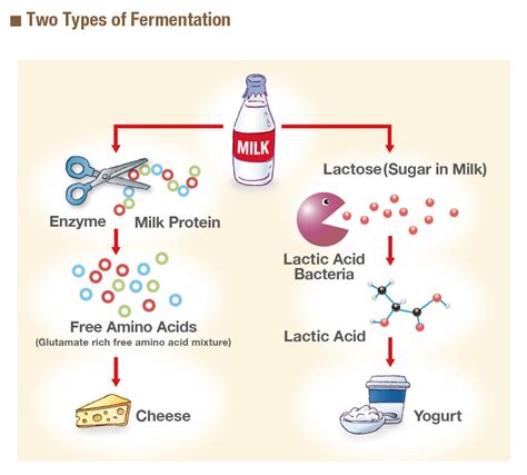 What Is Lactose Fermentation Microorganisms Can Preserve Foods