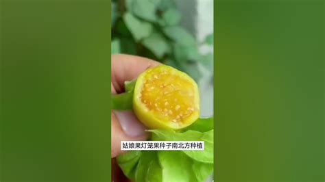 【黄姑娘种子】甜菇娘果小菇娘洋姑娘果子家庭东北水果蔬菜种子姑娘果种子黄姑娘种子dou小助手 Youtube