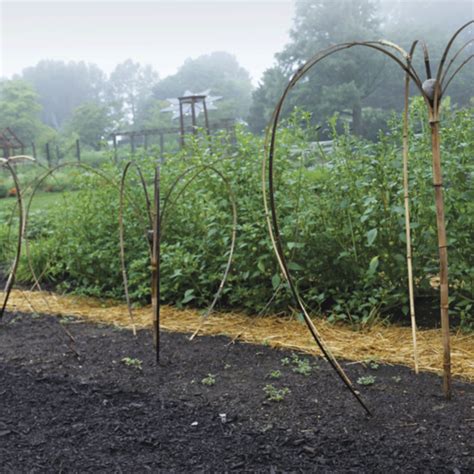 How To Split Bamboo Fine Gardening