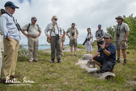 Bermuda Petrel A Conservation Success Story Writing And Photography By