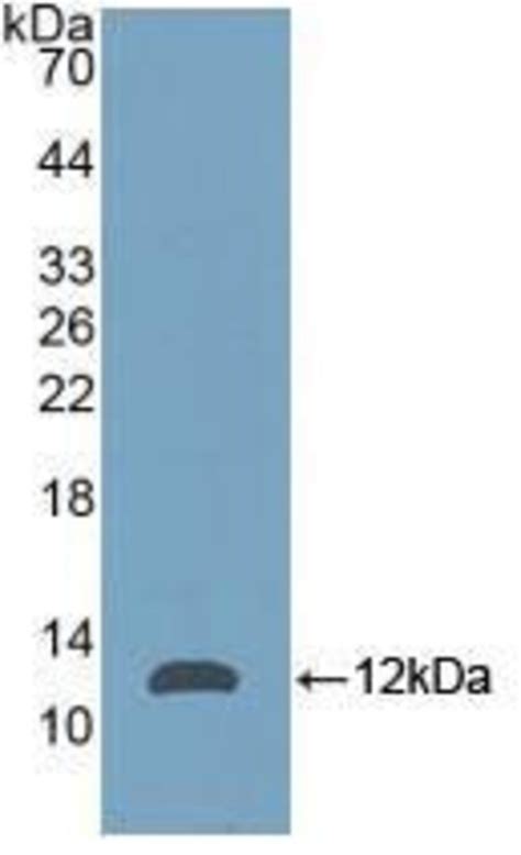 Npm1 Polyclonal Antibody Invitrogen 20 μl Unconjugated Antibodies