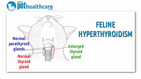 Feline Hyperthyroidism Pet Health Carefeline Hyperthyroidism