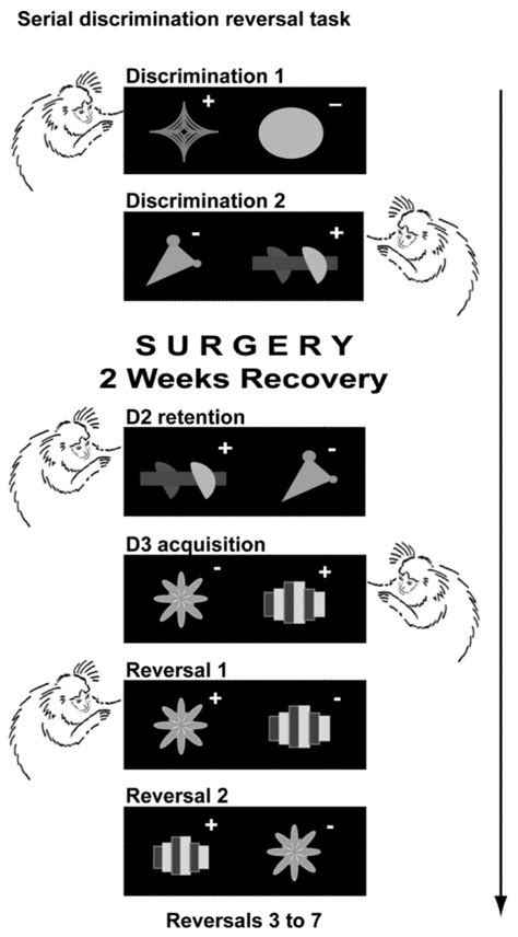 A Schematic Diagram Illustrating The Sequence Of Visual Discriminations Download Scientific