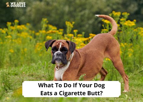 What To Do If Your Dog Eats A Cigarette Butt 2023 We Love Doodles