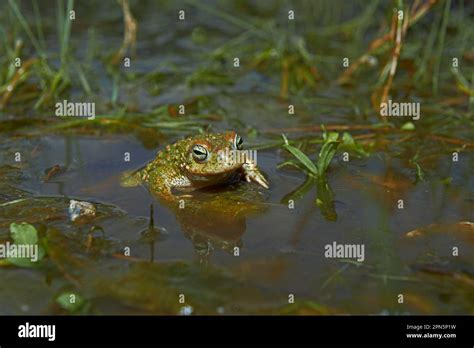Natterjack Toad Bufo Calamita Natterjack Toad N Amphibians Other