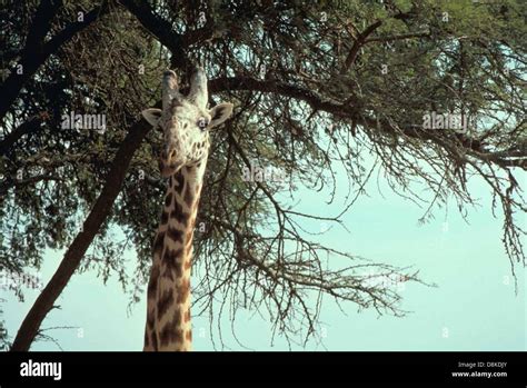 An African Masai Giraffe Is Captured In Its Natural Habitat Standing