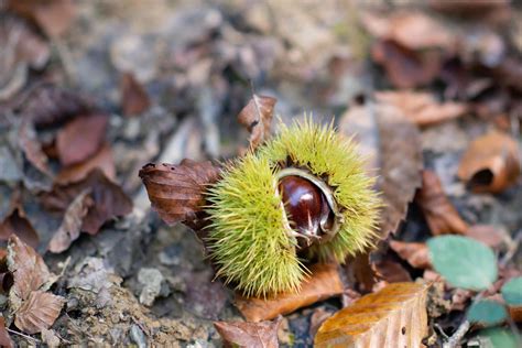 Chestnut Tree Care Guide To Growing Chestnut Trees Xvibjx