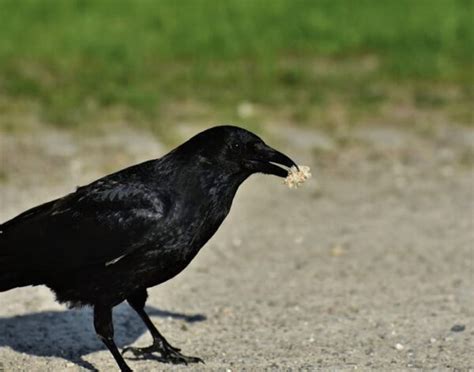 The Surprising Intelligence Of Crows Exploring Their Problem Solving