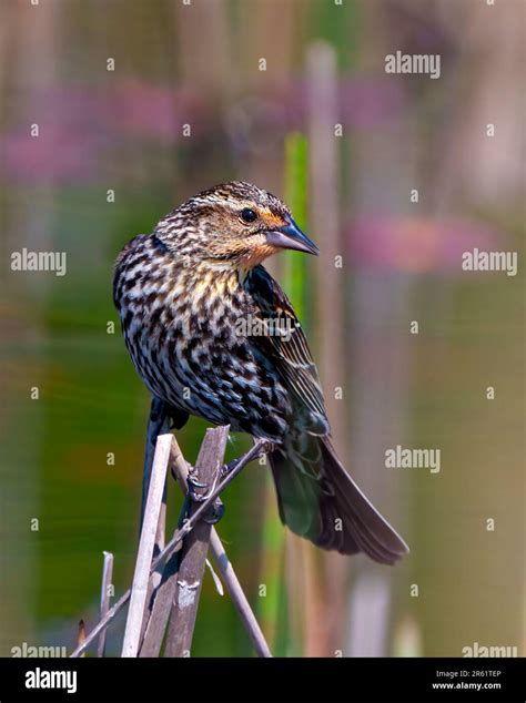 Red Winged Blackbird Female Close Up Front View Perched On A Twig With