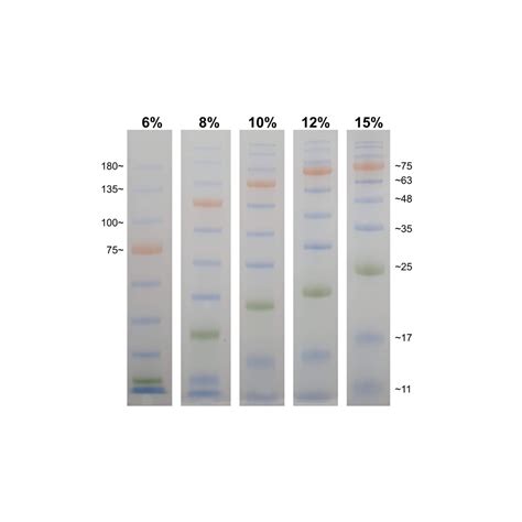 2x Tgone Solution Western Blot Sds Page Bio Rad Biorad 蝦皮購物