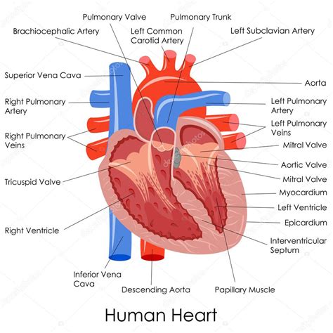 Anatomía Del Corazón Humano Vector Gráfico Vectorial © Stockshoppe