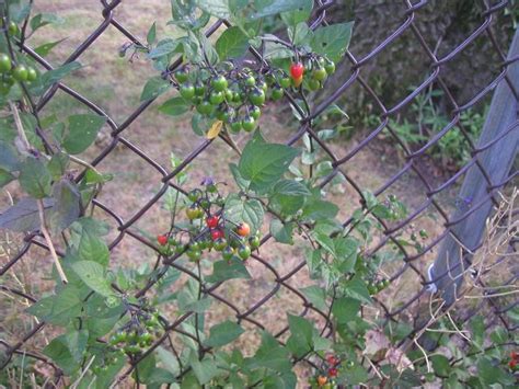 Bittersweet Nightshade Climbing A Chain Link Fence Photos On