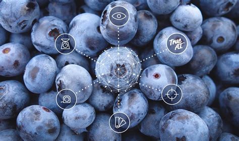Blueberry Grading Machine Every Blueberry Counts Ellips Elifab