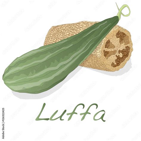 Angled Luffa Fruits Vector Stock Vector Adobe Stock