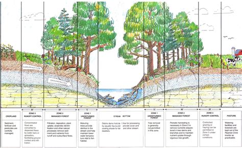 Riparian Zone Clipart 20 Free Cliparts Download Images On Clipground 2025