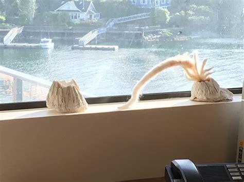 Life And Love As A Vancouverite Barnacle Biol 326 Experimental