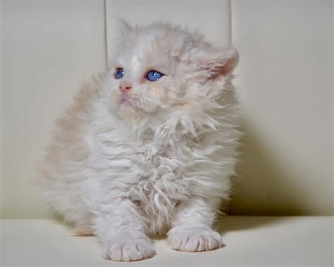 Kittens For Sale Selkirk Rex
