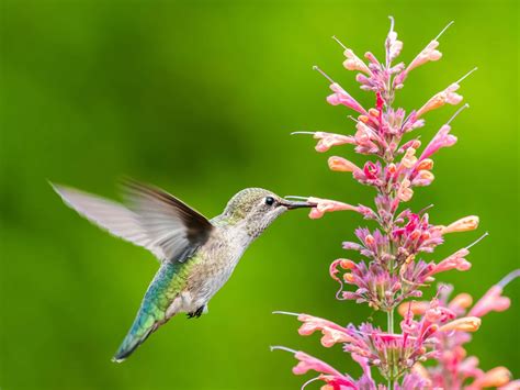 Ruby Throated Hummingbird Migration A Complete Guide Birdfact