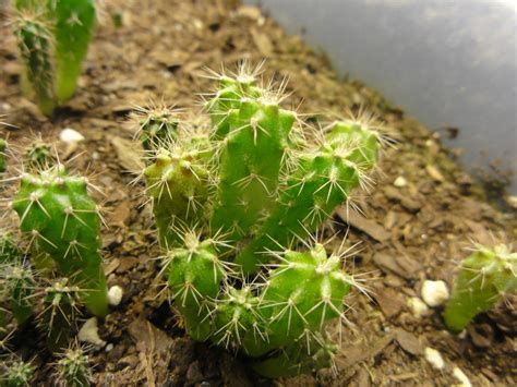 10 Kk1689 Trichocereus Peruvianus Var Puquiensis ~ Peruvian Torch