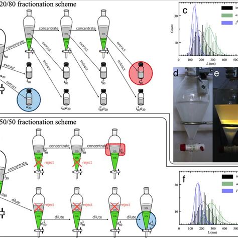 Phase Separation Dynamics In Suspensions With Different Cnc Lengths A