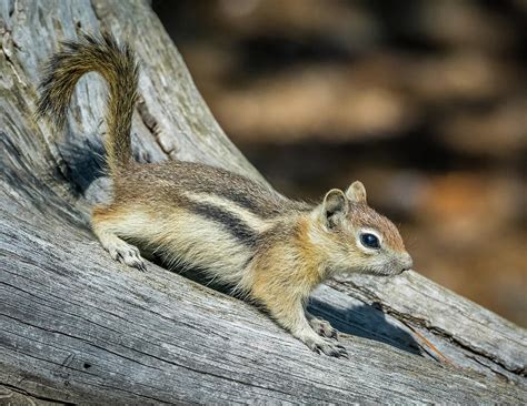 Golden Mantled Ground Squirrel