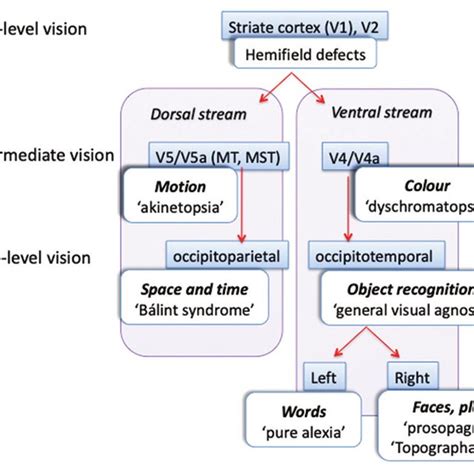 A Framework For Thinking About Cerebral Visual Disorders These Can Be