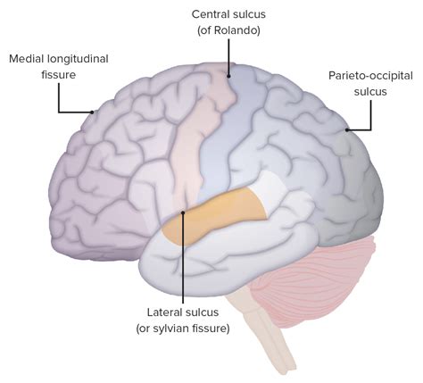 Cerebral Cortex Anatomy Concise Medical Knowledge