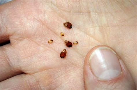 Masamang Epekto Ng Kagat Ng Surot Alamin