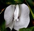 Clitoris Flower In White Ivanbcarmo Galleries Digital Photography