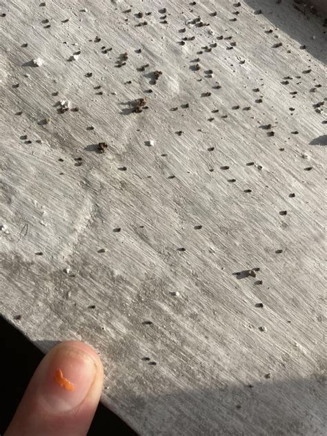 Is This Termite Frass Or Roach Poop Rwhatisthis
