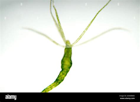 Class Hydrozoa