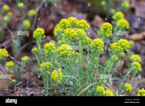 Leafy Spurge Invasive Species